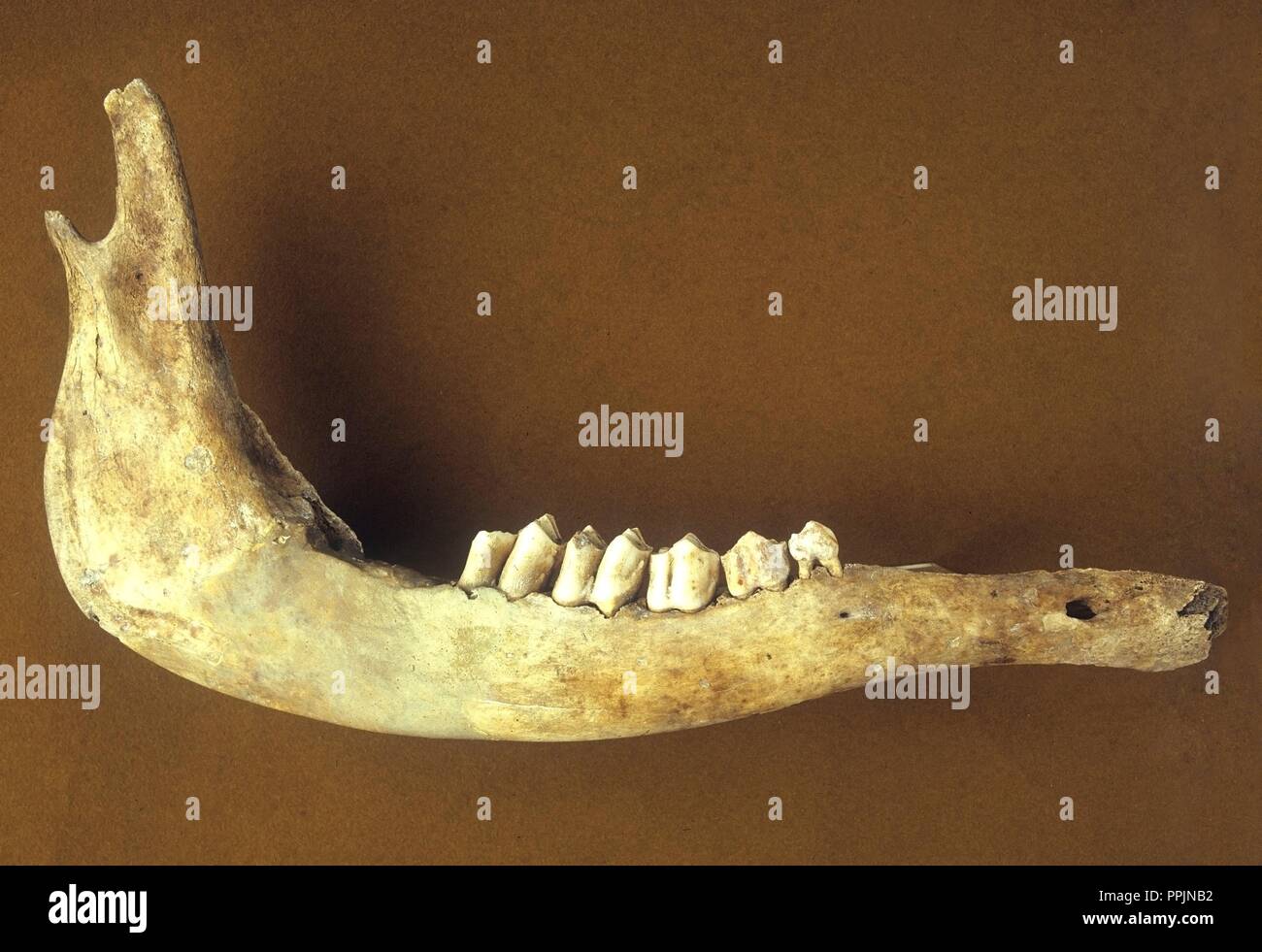 PALEOLITHIC FAUNA BONE REMAINS: DEER JAW, FROM THE MANZANARES VALLEY ...