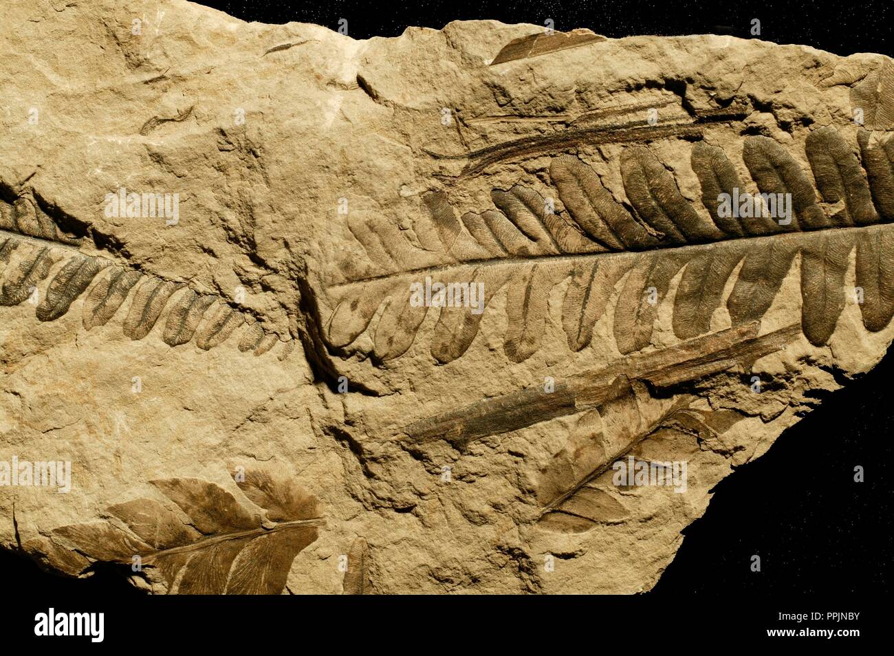 Fossil ferns hi-res stock photography and images - Alamy