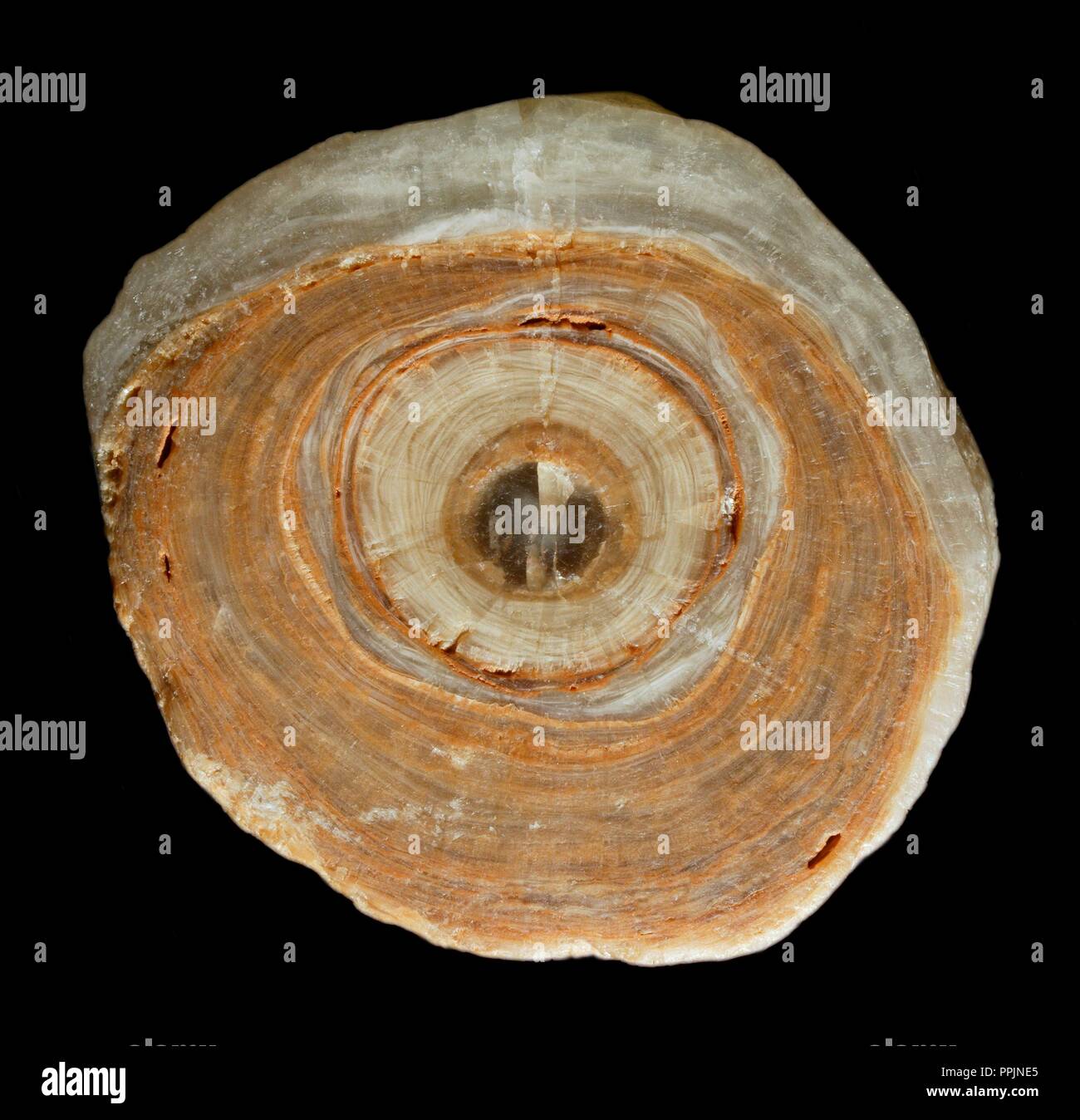 MINERALS: STALACTITE SECTION Stock Photo - Alamy