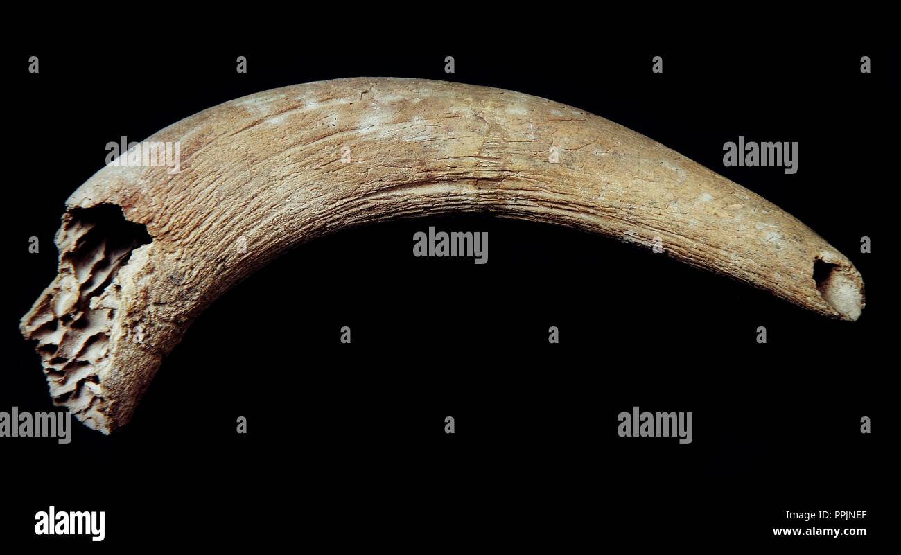 PALEOLITHIC FAUNA BONE REMAINS: BOVIDAE HORN, FROM THE EXCAVATIONS OF ...