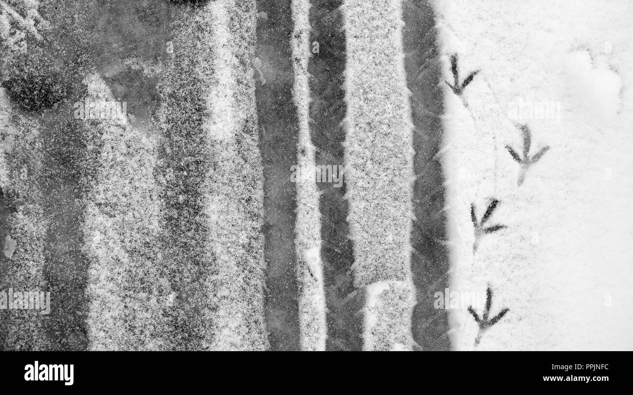 Footprints in snow top view Black and White Stock Photos & Images - Alamy