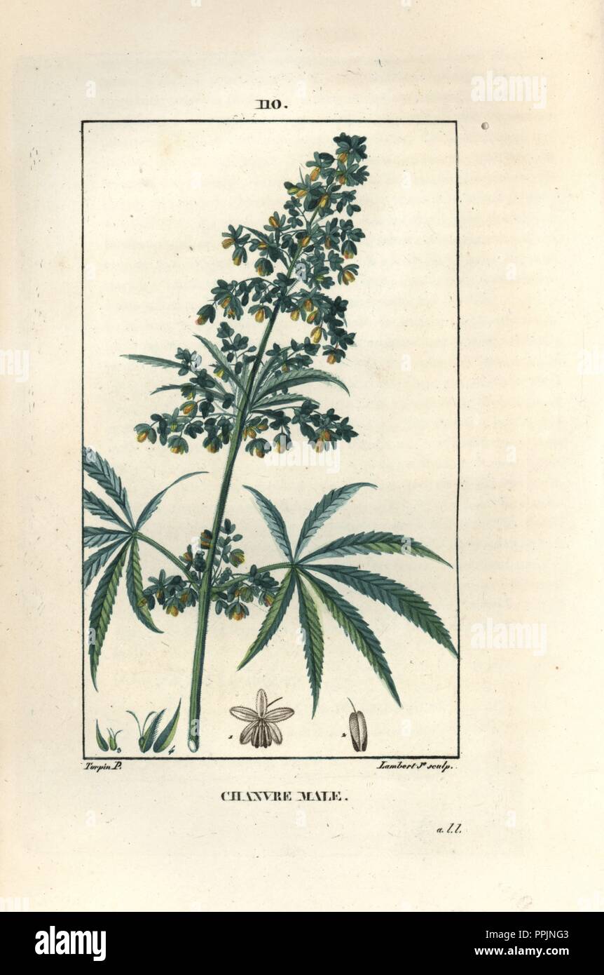 Hemp or marijuana, Cannabis sativa. Handcoloured stipple copperplate ...