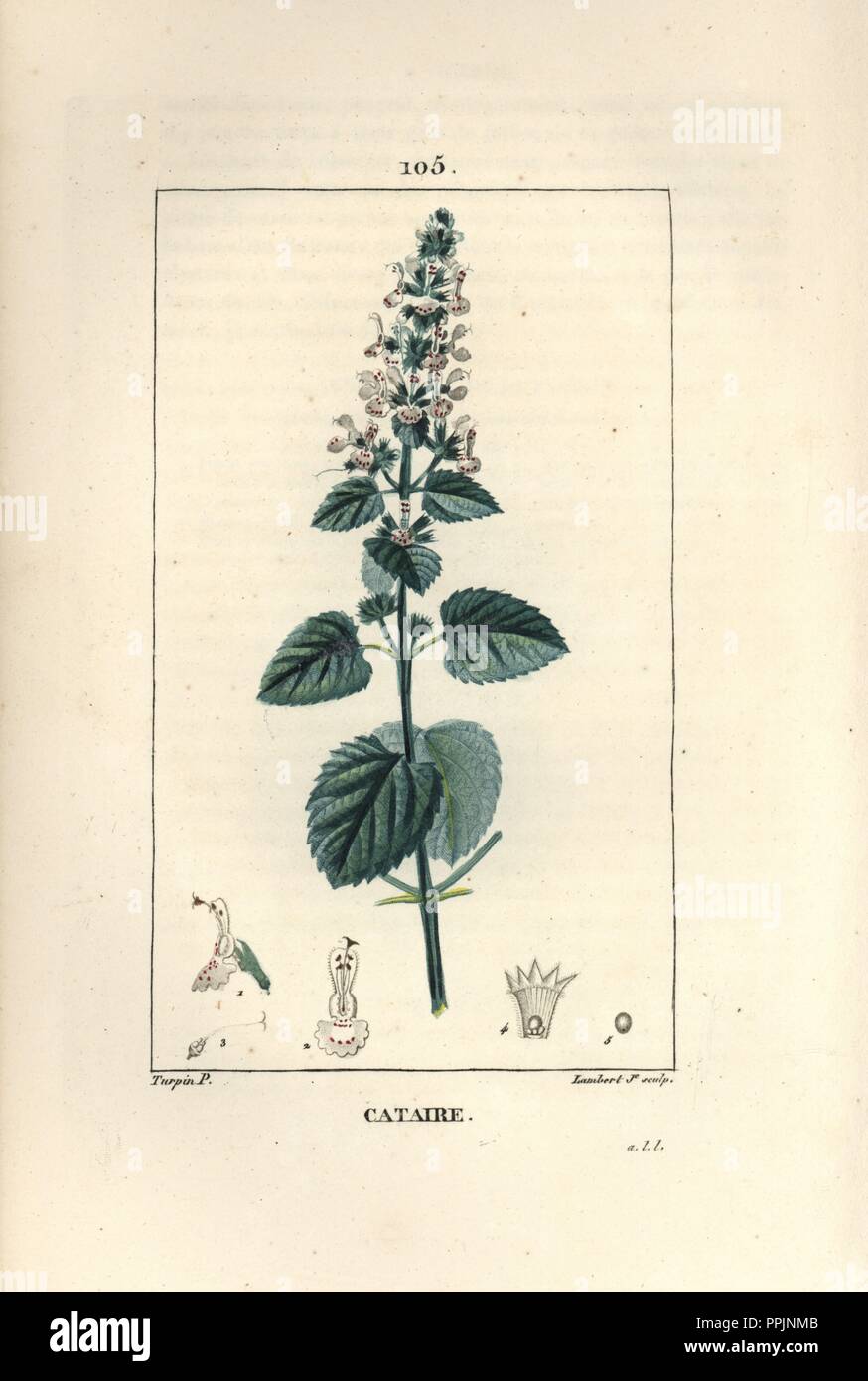 Drawing of catmint hi-res stock photography and images - Alamy