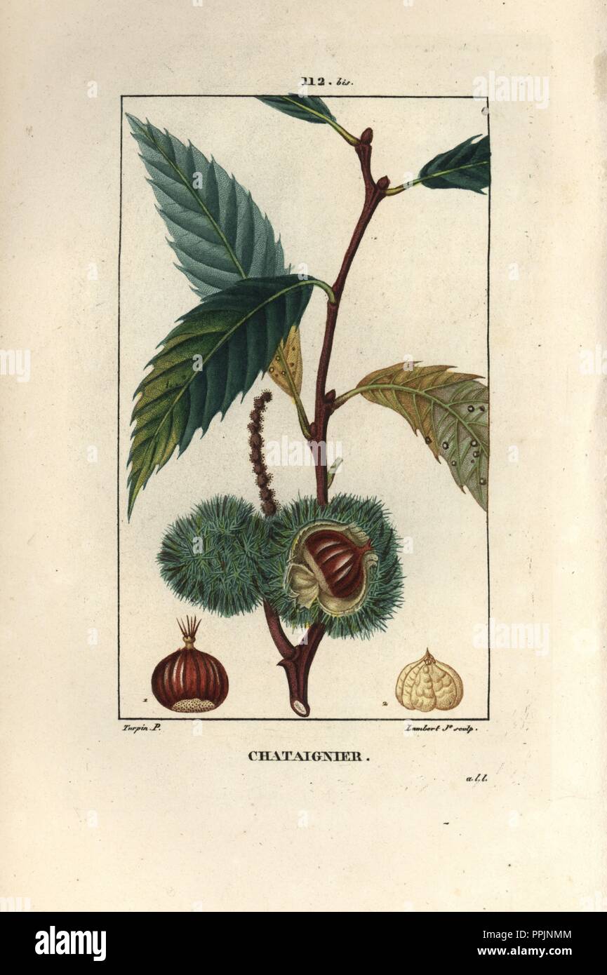 Sweet chestnut tree, Castanea sylvestris, showing fruit and nut ...