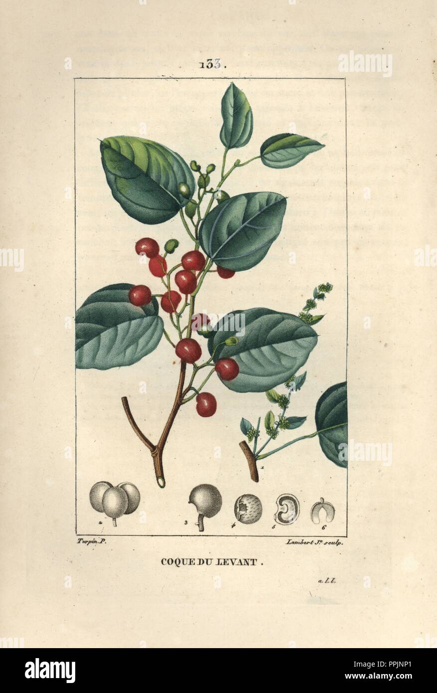 Indian cockles tree anamirta cocculus hi-res stock photography and ...