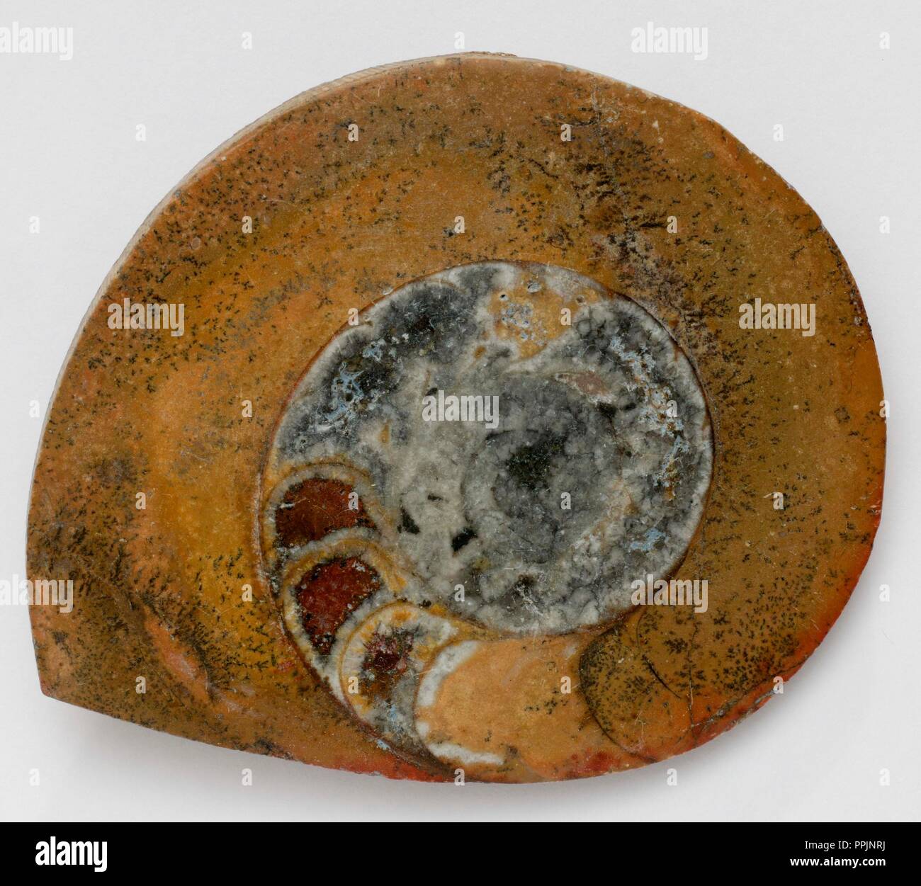 Trace fossil footprints hi-res stock photography and images - Alamy