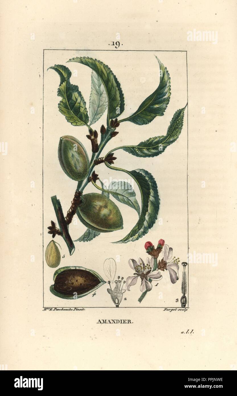 Prunus dulcis botanical drawing hi-res stock photography and images - Alamy