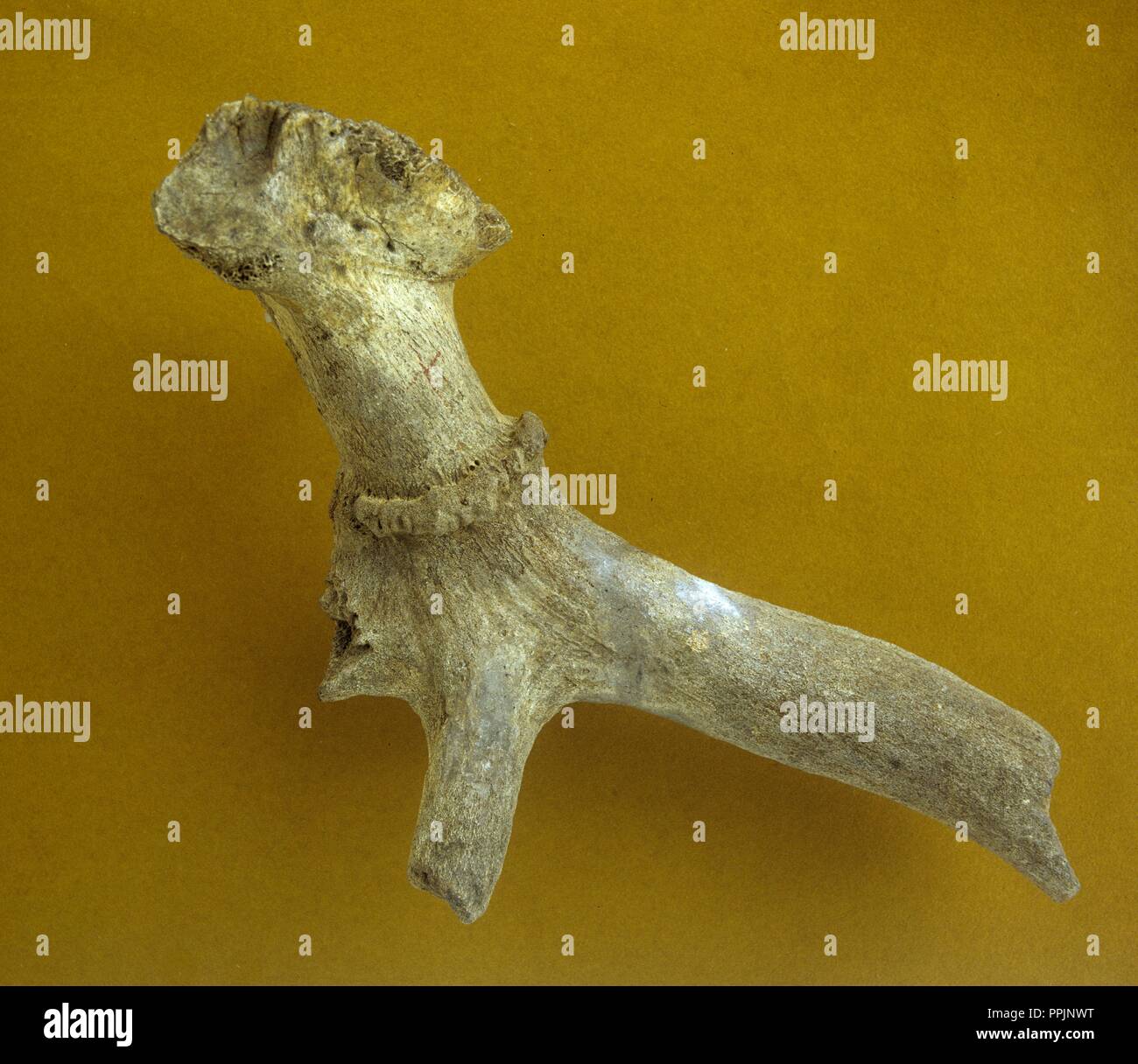 PALEOLITHIC FAUNA BONE REMAINS: HORN OF DEER, FROM THE VALLE DEL ...