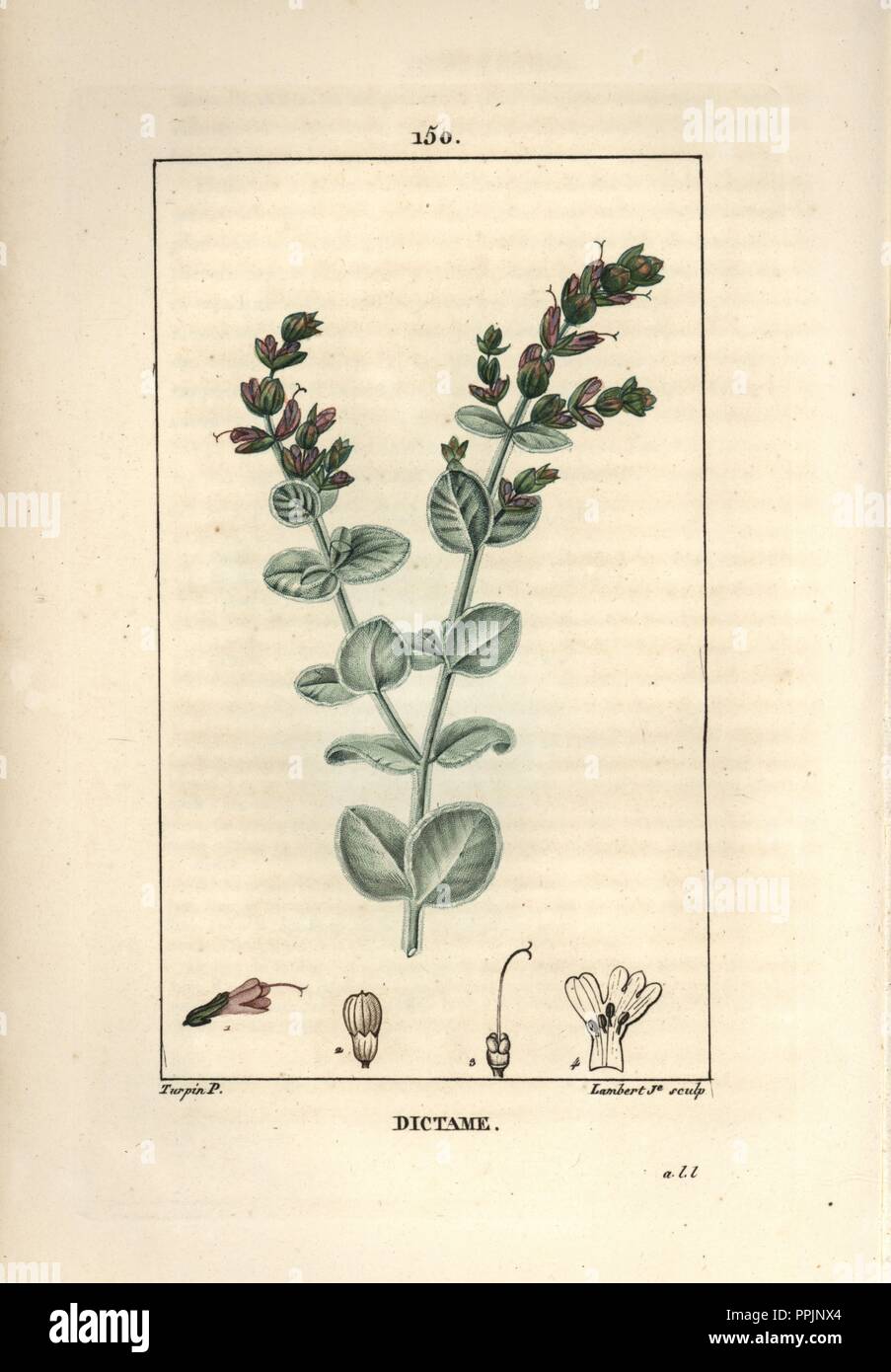Dittany of Crete, Origanum dictamnus. Handcoloured stipple copperplate ...