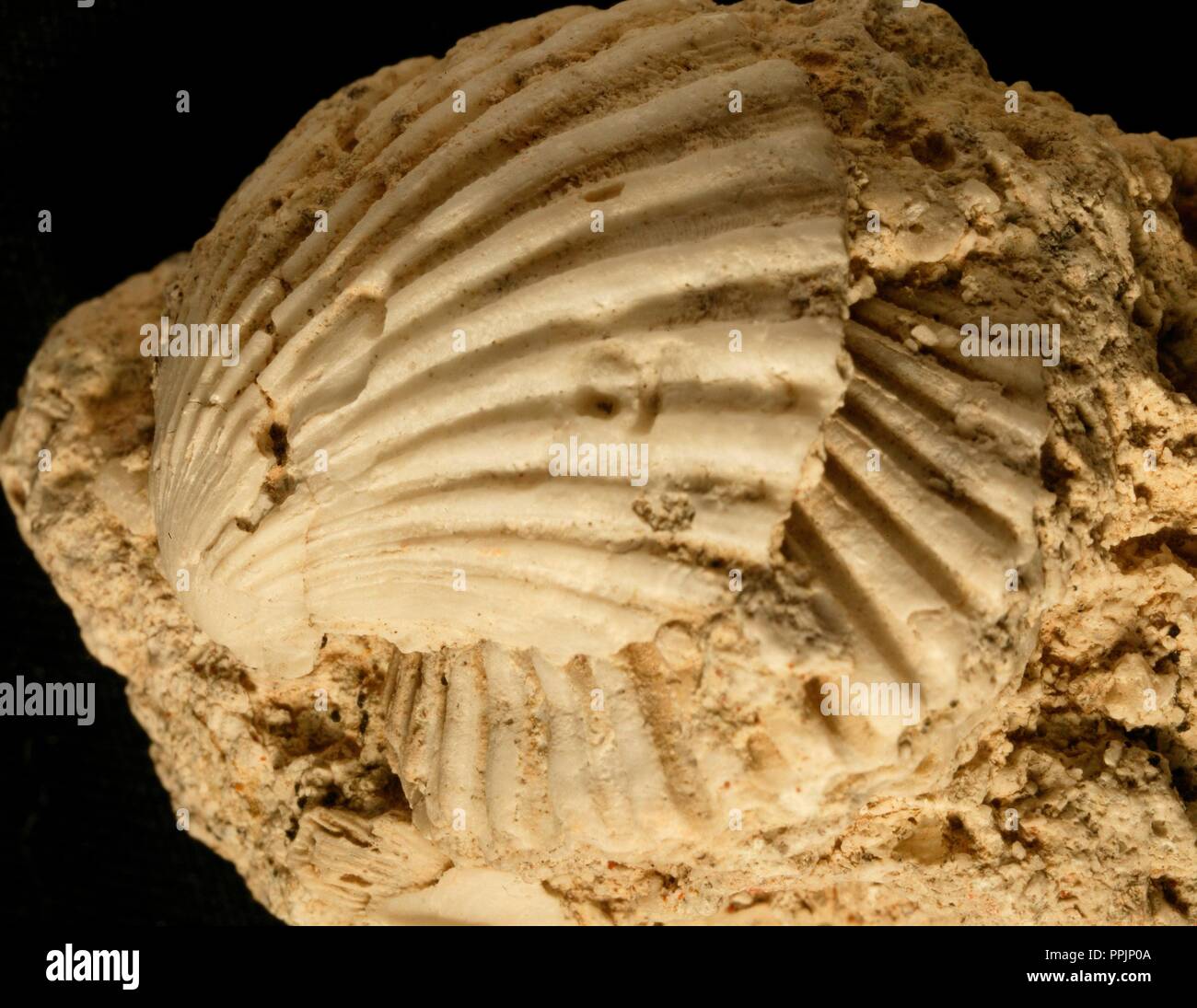 Clam fossils hi-res stock photography and images - Alamy