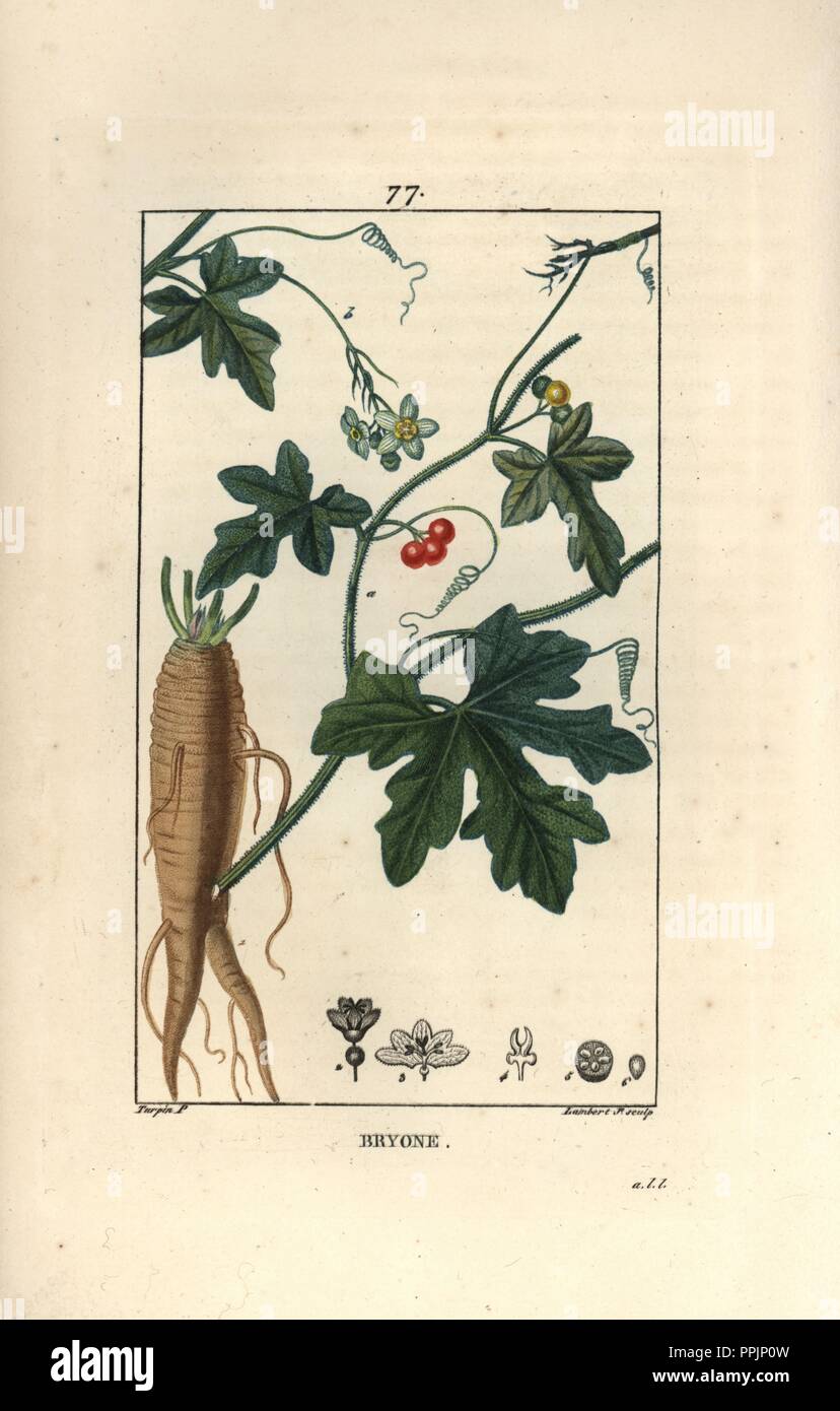 White bryony, Bryonia alba, with leaf, tendril, flower, berry and root ...
