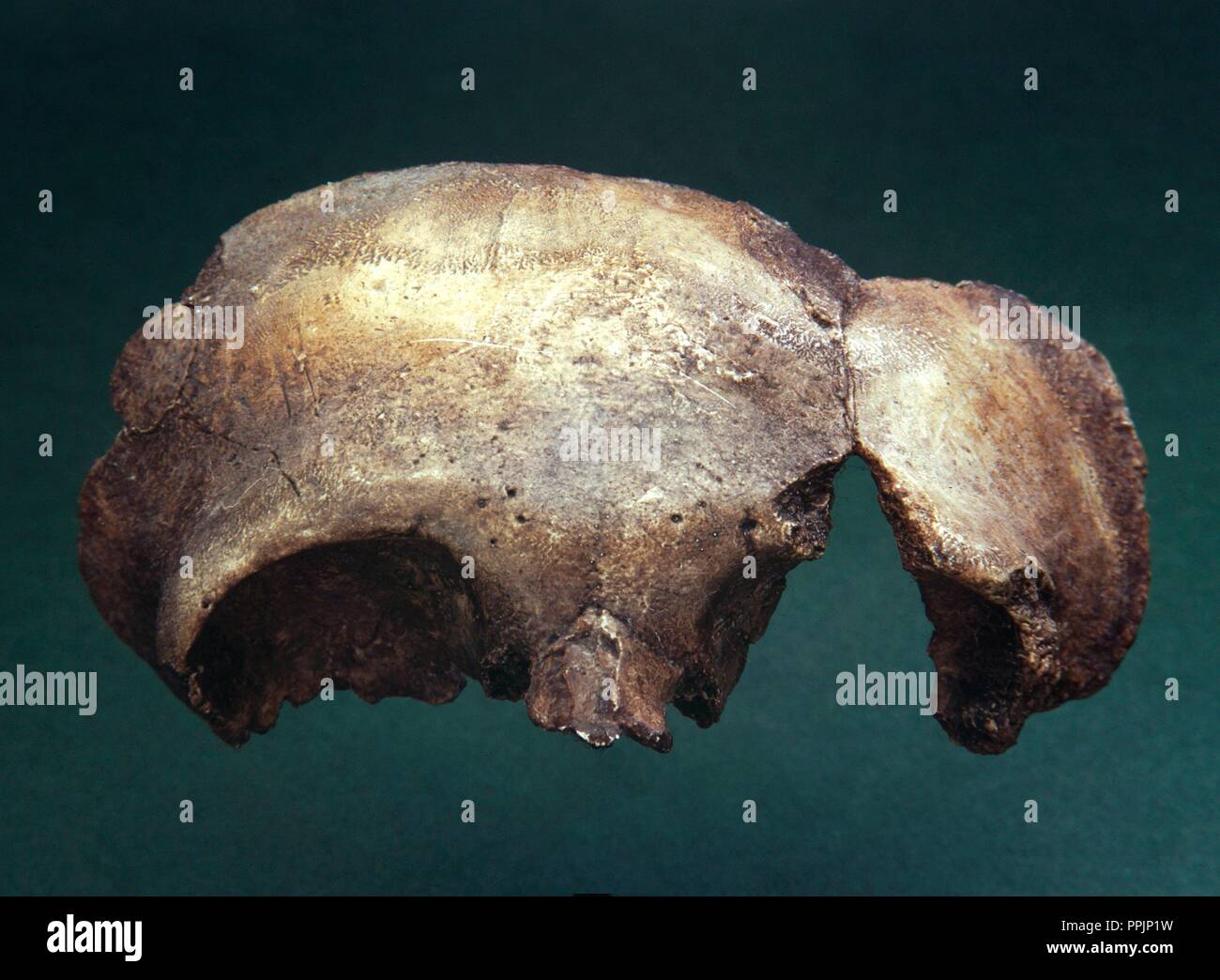 Homo neanderthalensis neanderthal man hi-res stock photography and ...