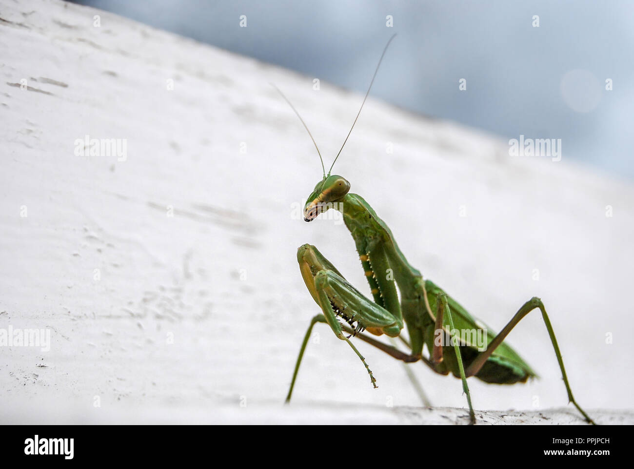 Praying mantis animal hi-res stock photography and images - Alamy
