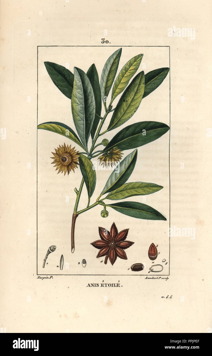 Chinese star anise or star aniseed, Illicium verum. Handcoloured ...