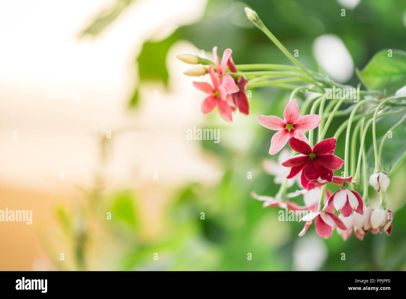 Beautiful flower in garden nature background Stock Photo - Alamy