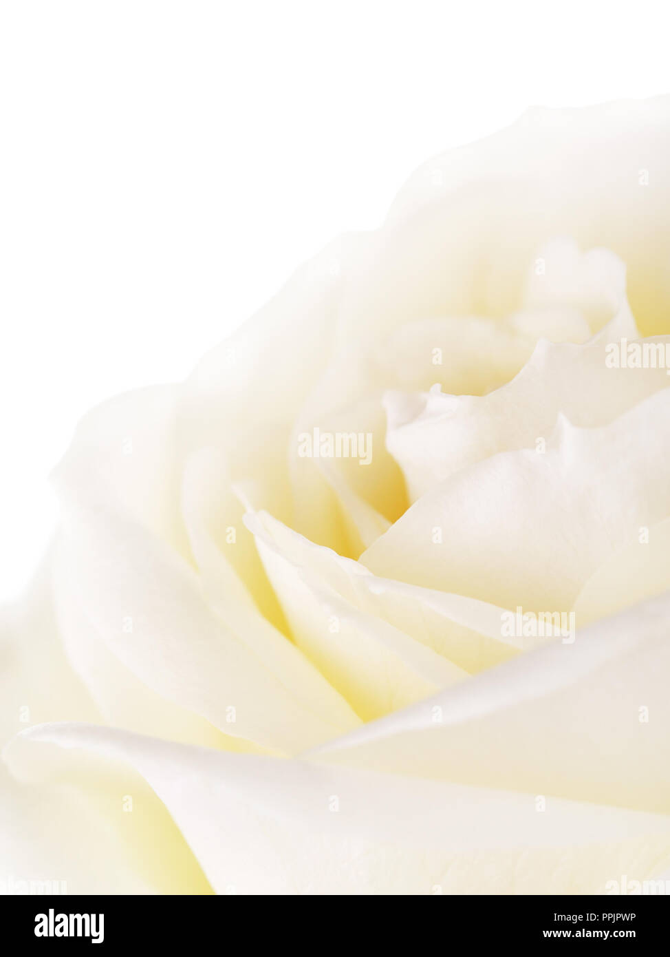 cream rose flower petals, close up background Stock Photo - Alamy