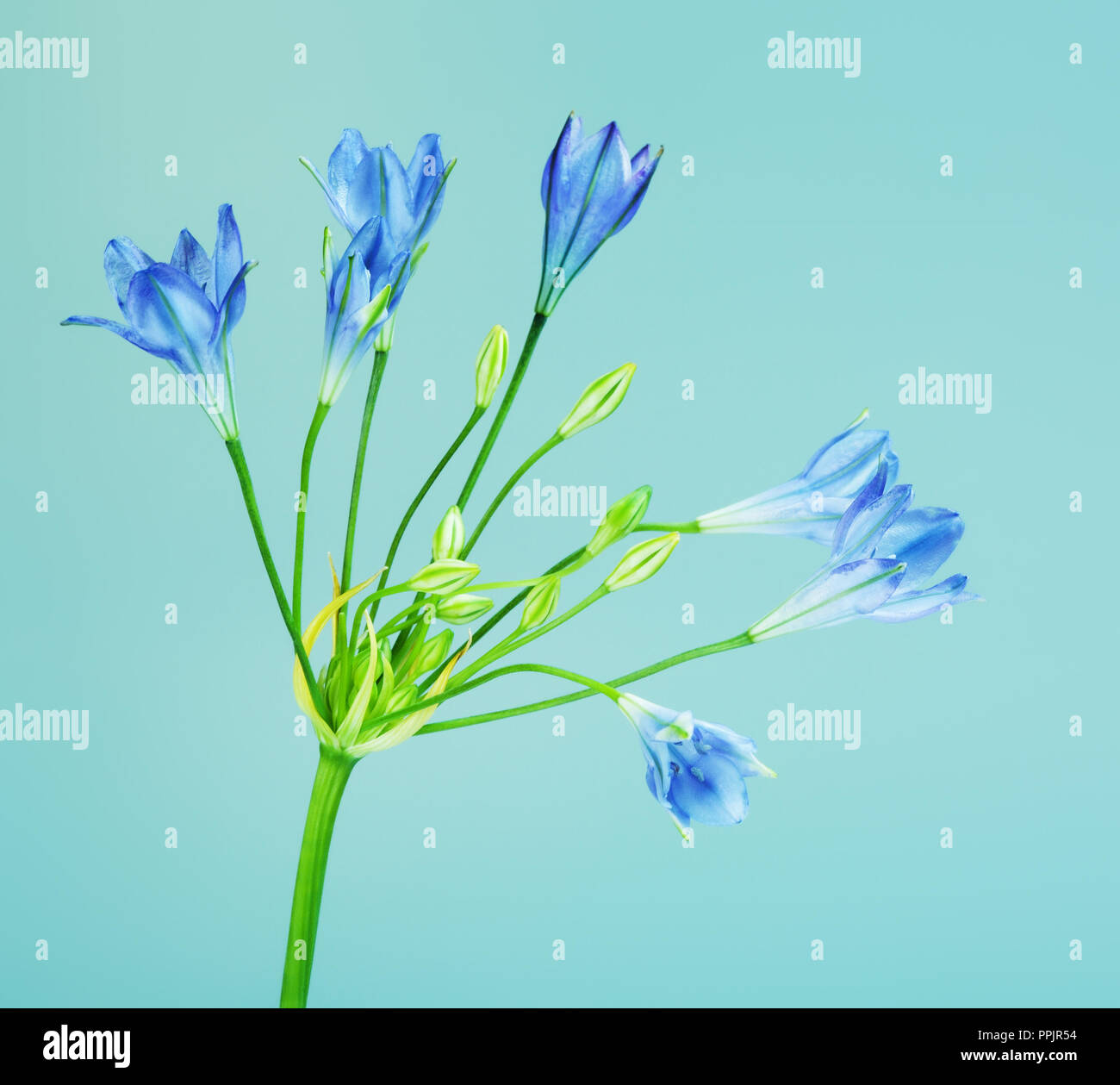 Blue flower cluster hi-res stock photography and images - Alamy
