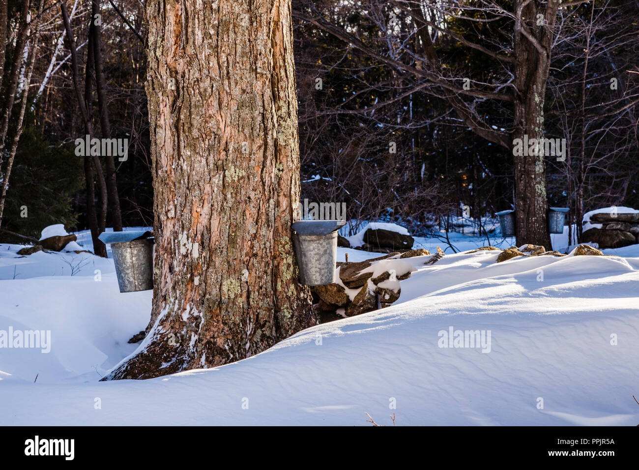 Maple Syrup Sap Buckets Colebrook, Connecticut, USA Stock Photo - Alamy