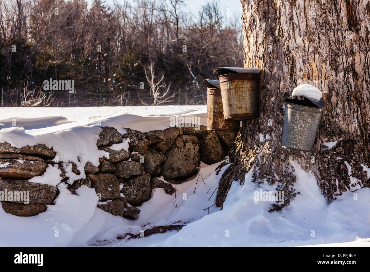 Maple Syrup Sap Buckets Colebrook, Connecticut, USA Stock Photo - Alamy