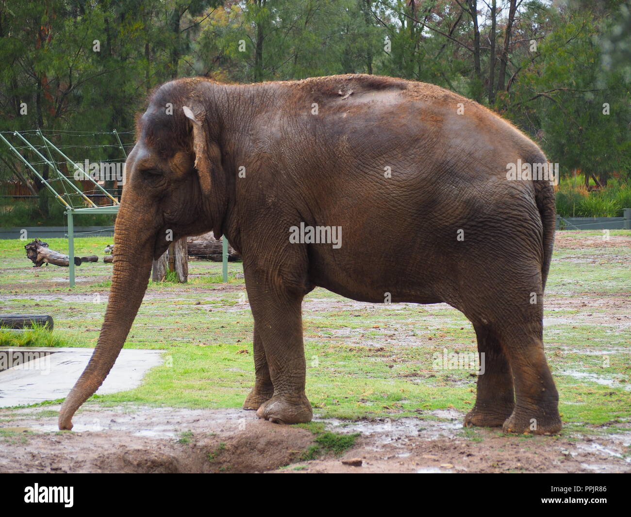 Jumbo elephant zoo hi-res stock photography and images - Alamy