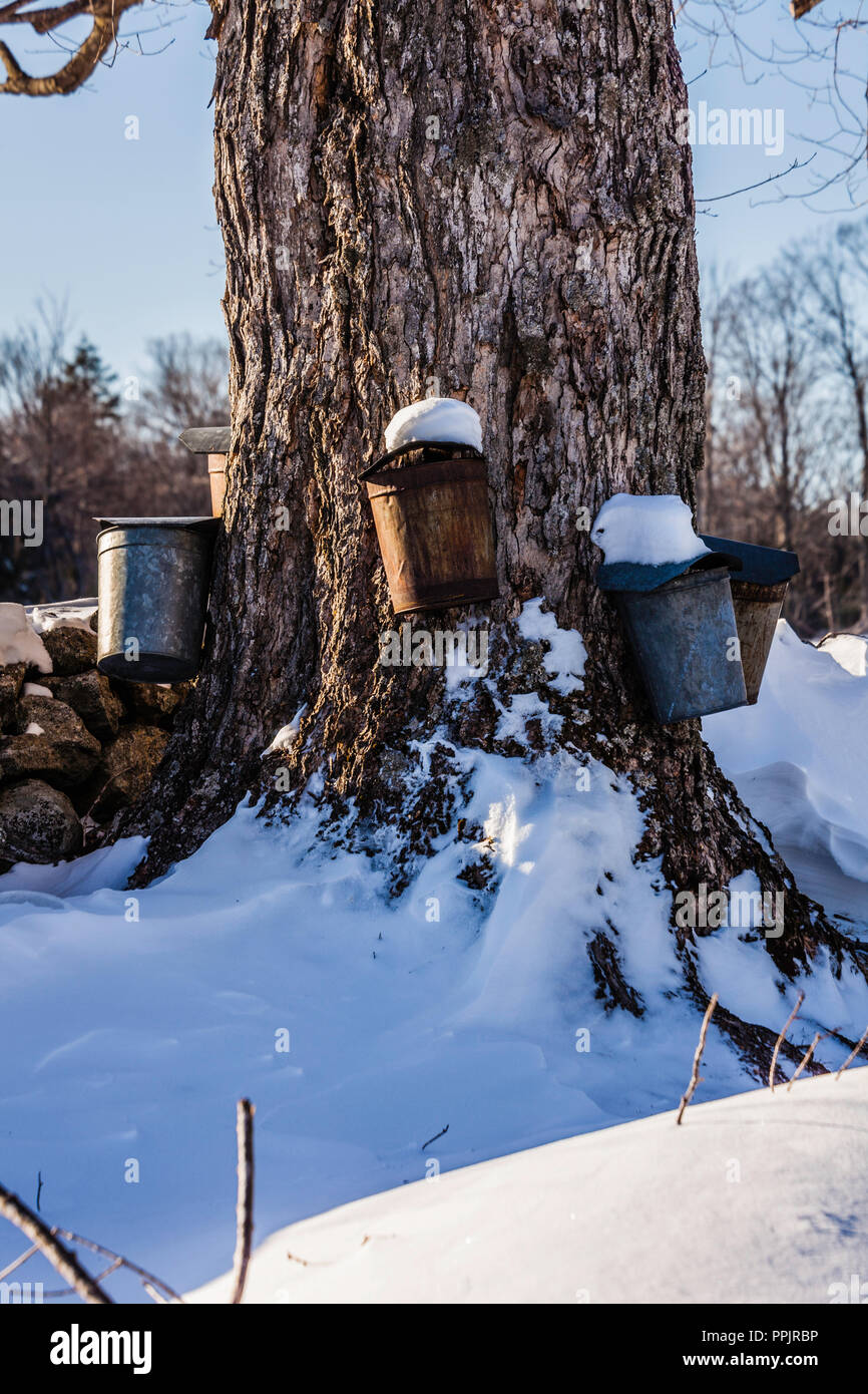 Maple Syrup Sap Buckets Colebrook, Connecticut, USA Stock Photo - Alamy
