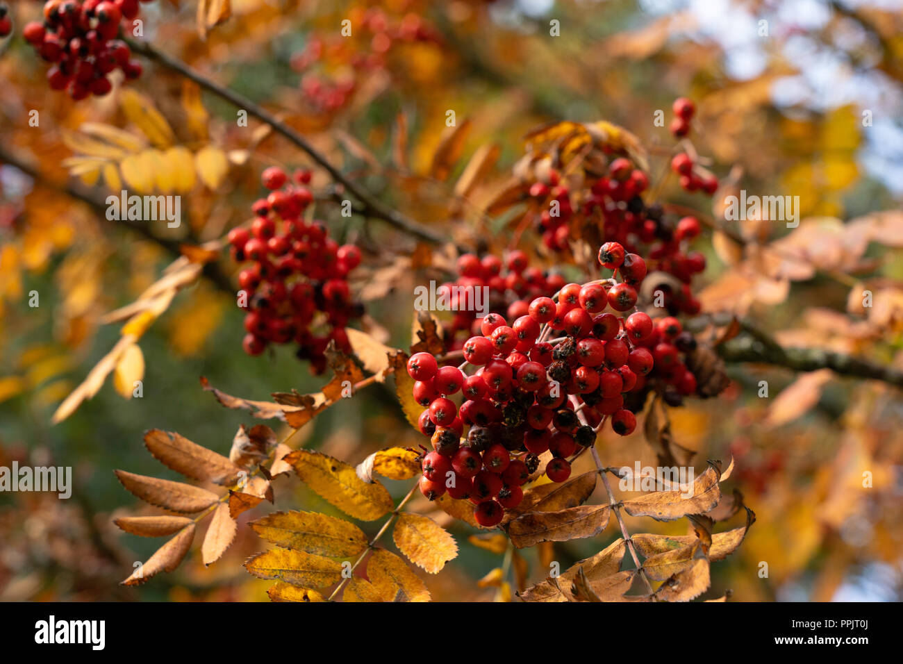 Red Rowan tree berries and golden leaves Stock Photo - Alamy