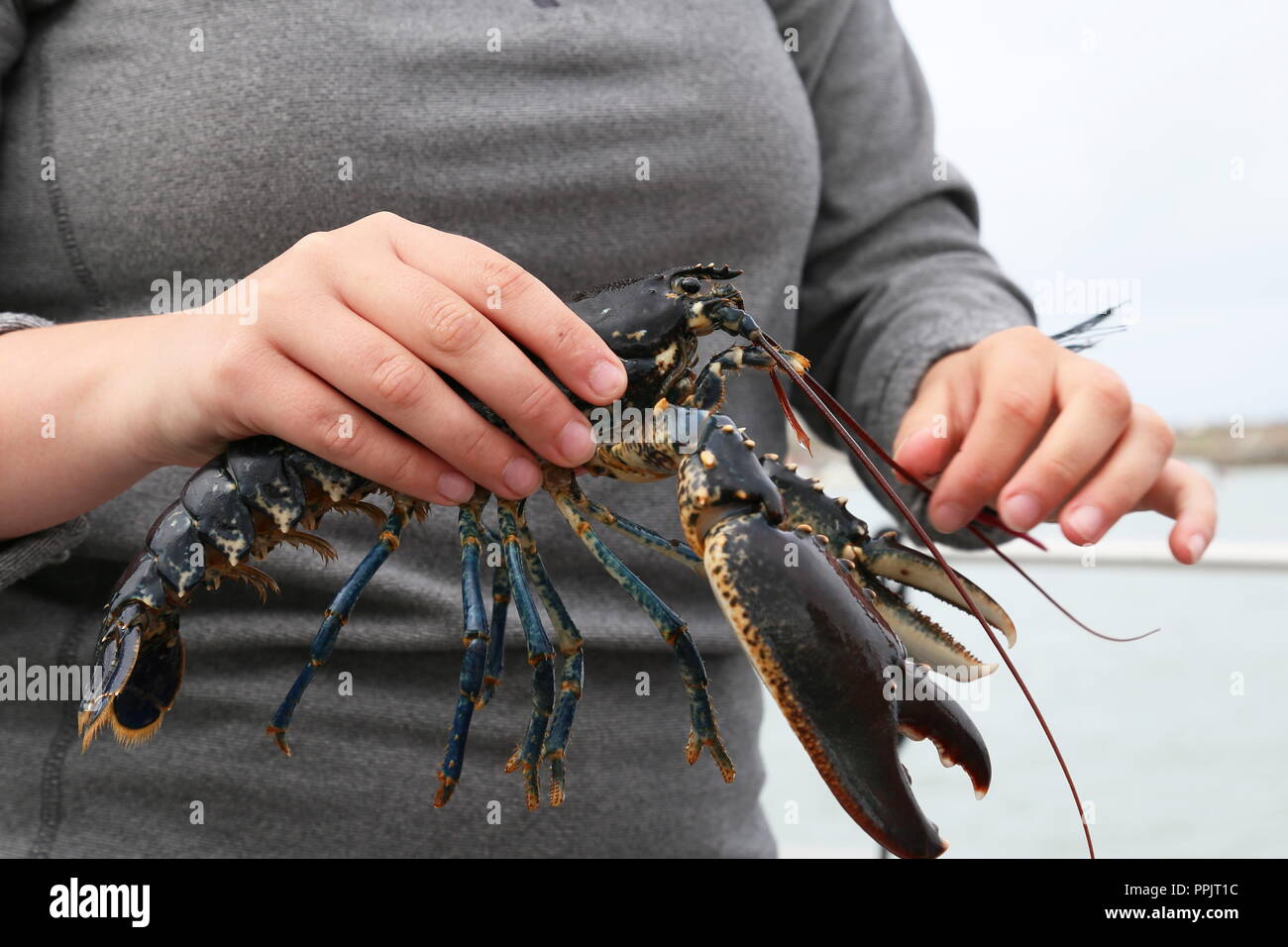Homarus gammarus hi-res stock photography and images - Alamy