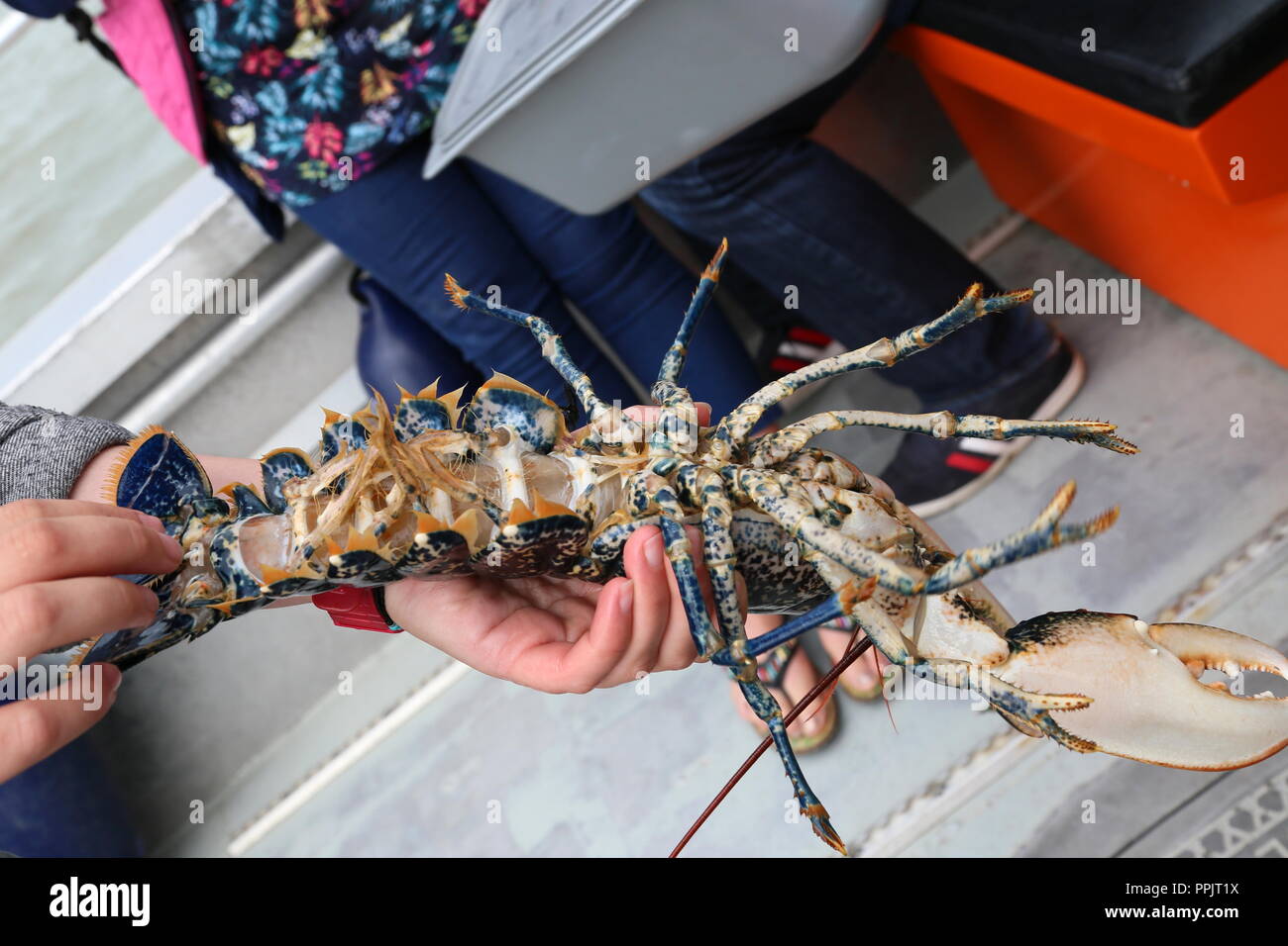 European lobster uk hi-res stock photography and images - Alamy