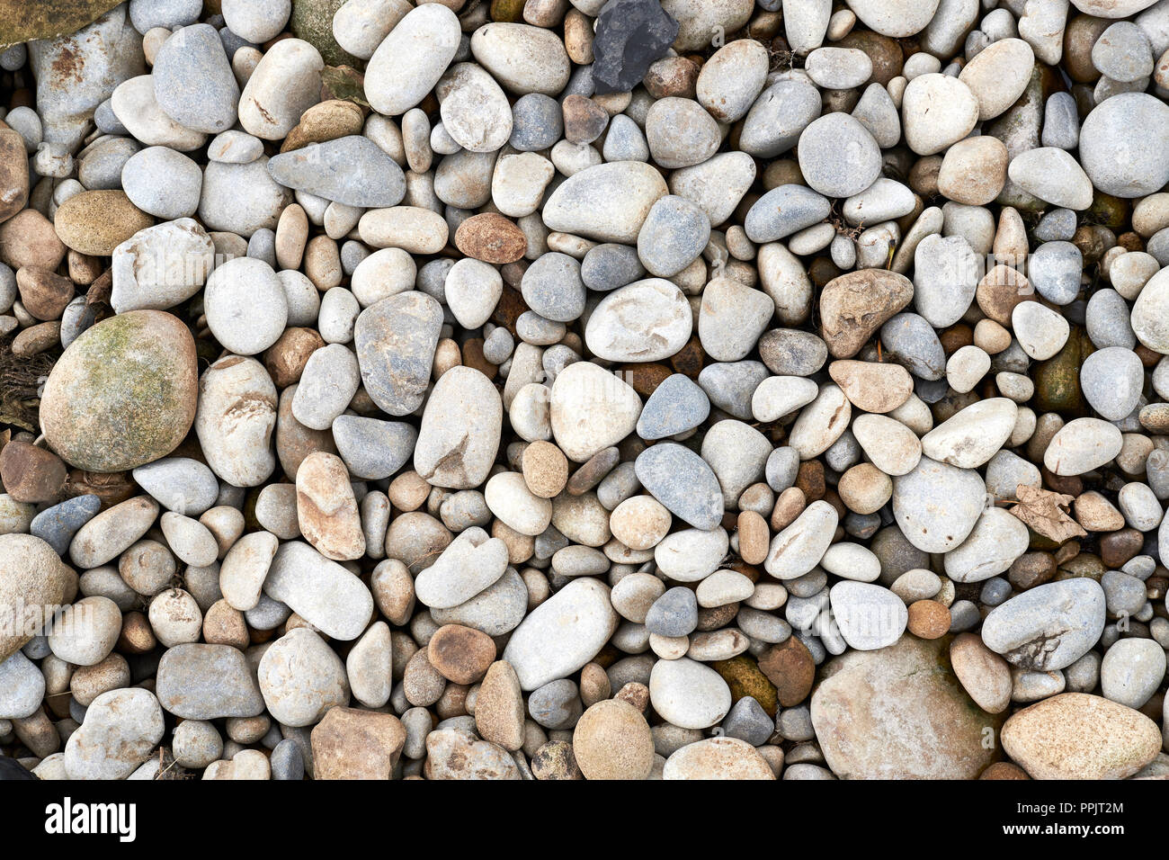Riverbed pebbles exposed on the banks of the River Wharfe, Bolton Abbey ...