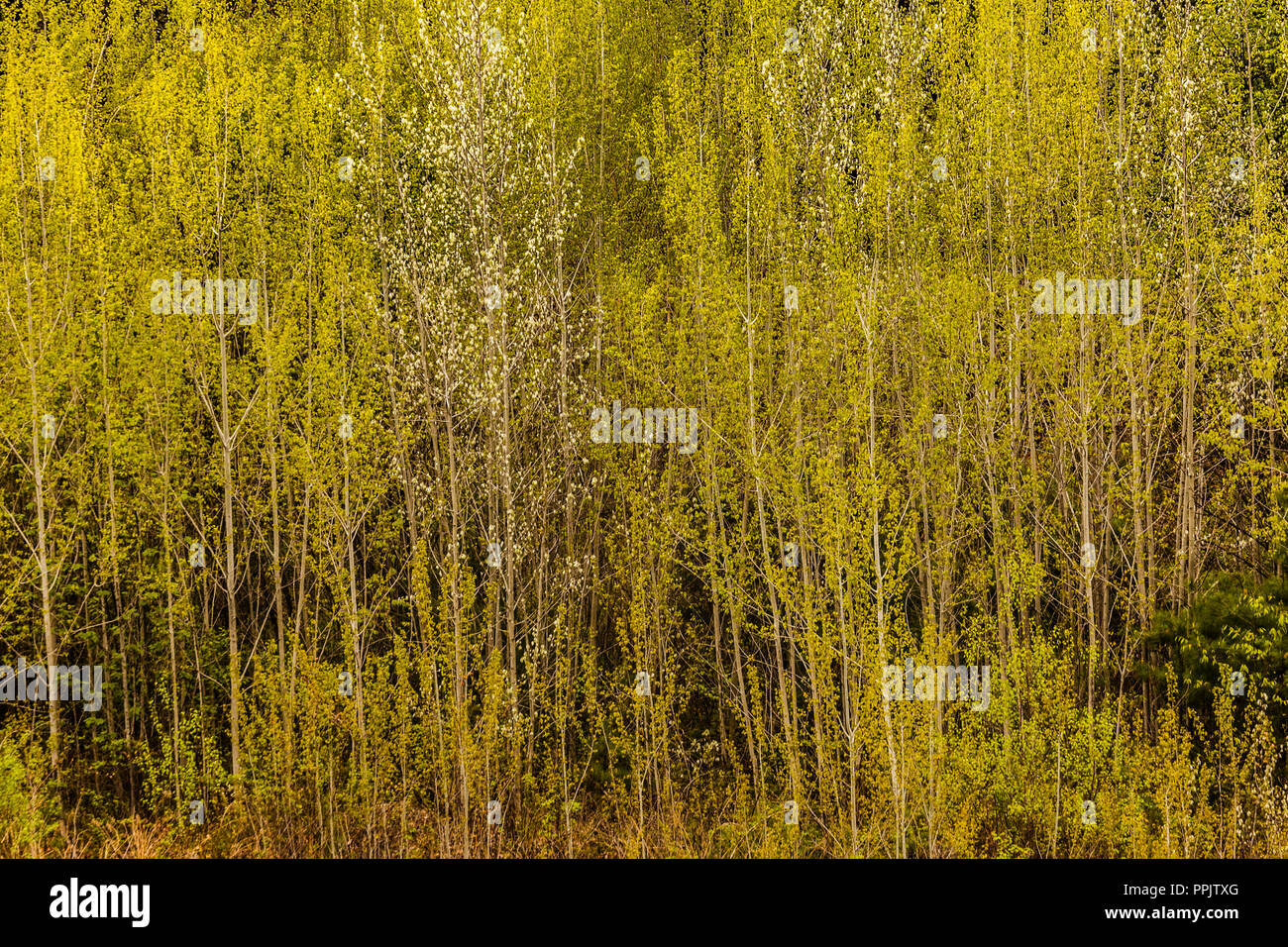 Poplar Trees Saville Dam Barkhamsted Reservoir Barkhamsted, Connecticut ...