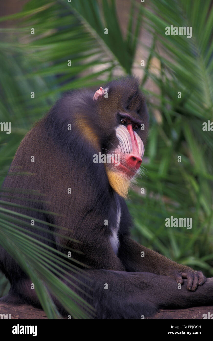 NOT 1033722 MANDRILL Mandrillus sphinx Old-world monkeys Stock Photo ...
