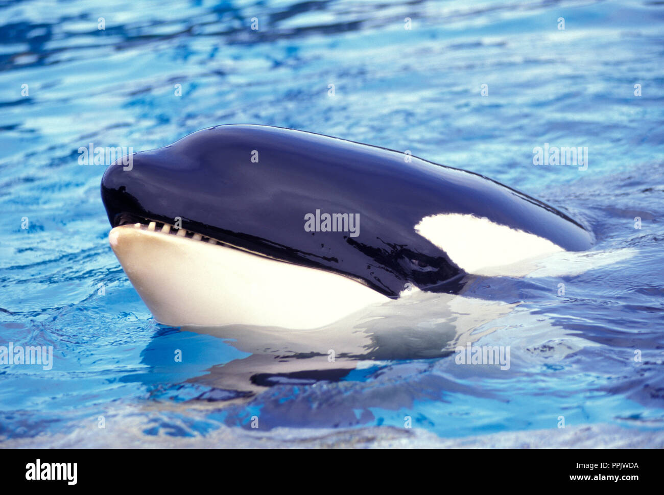 NOT 1069742 KILLER WHALE OR ORCA Orcinus orca largest species of the ...