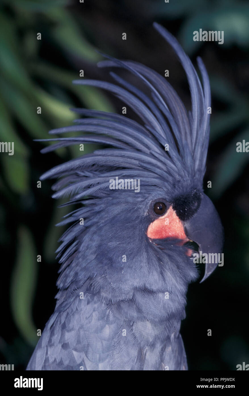 Palm cockatoo rain hi-res stock photography and images - Alamy