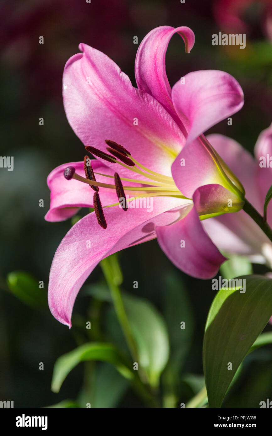 Zephyranthes flower. Common names for species in this genus include ...