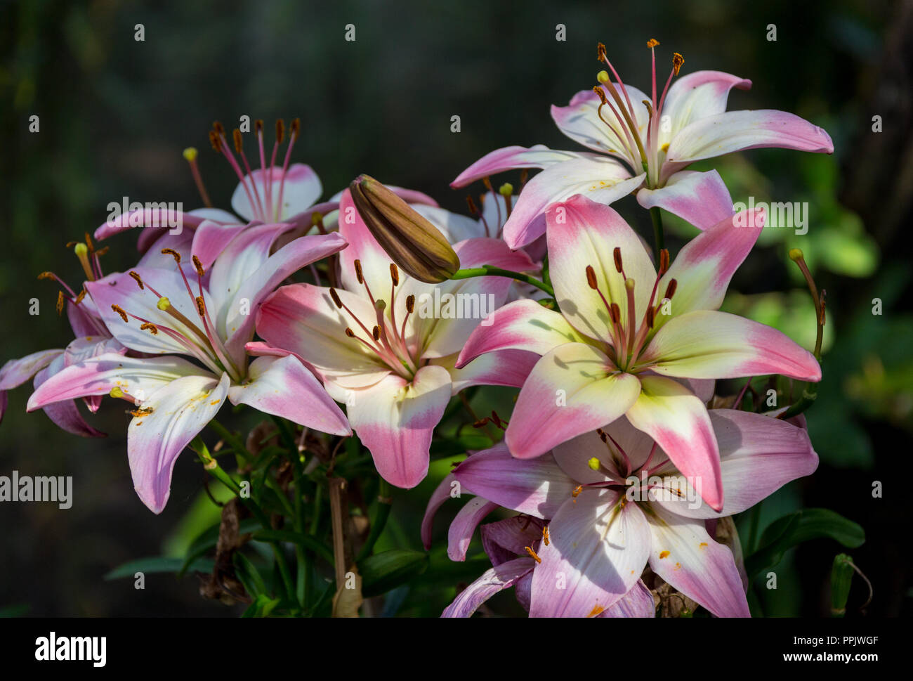 Zephyranthes flower. Common names for species in this genus include ...
