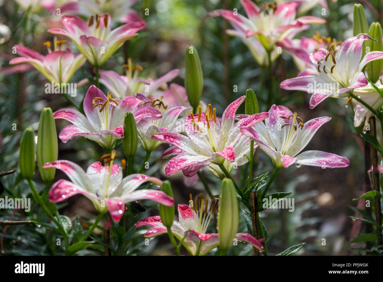 Zephyranthes flower. Common names for species in this genus include ...