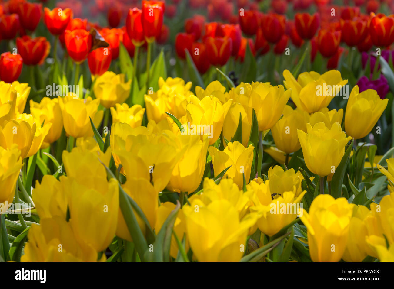 Magical netherlands landscape beautiful hi-res stock photography and ...