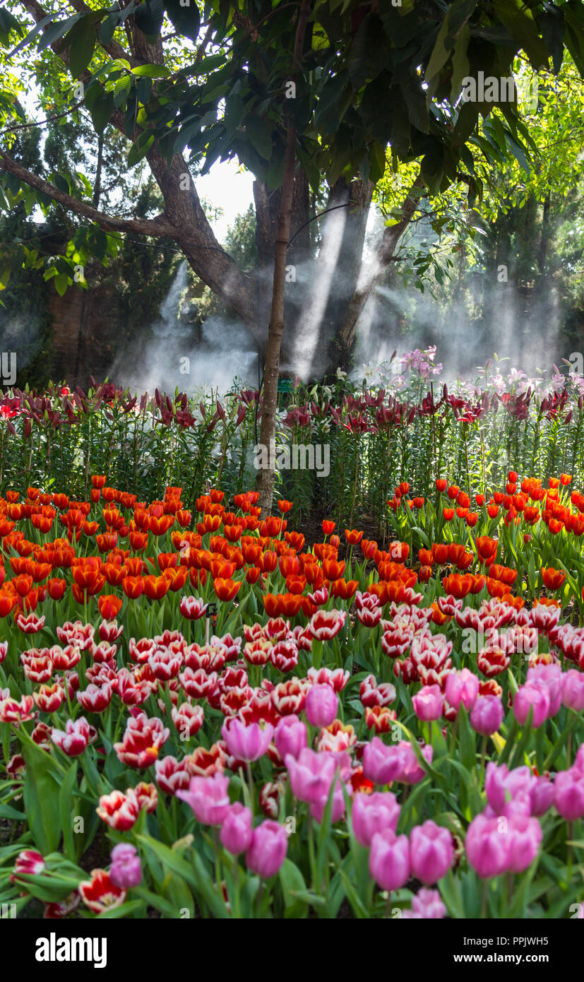 Magical netherlands landscape beautiful hi-res stock photography and ...