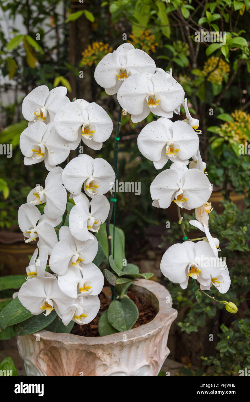 Beautiful tropical orchids of different colors and varieties Stock ...
