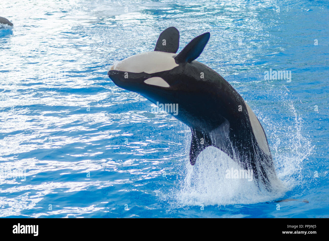 a jumping orca in a blue sea Stock Photo - Alamy