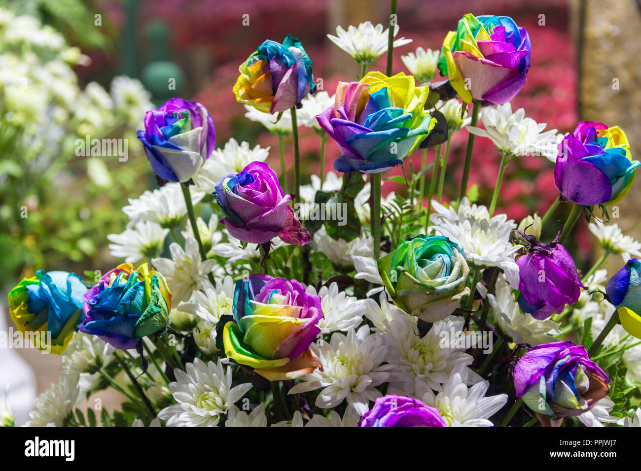 Rainbow roses in a bouquet outdoors garden Stock Photo - Alamy