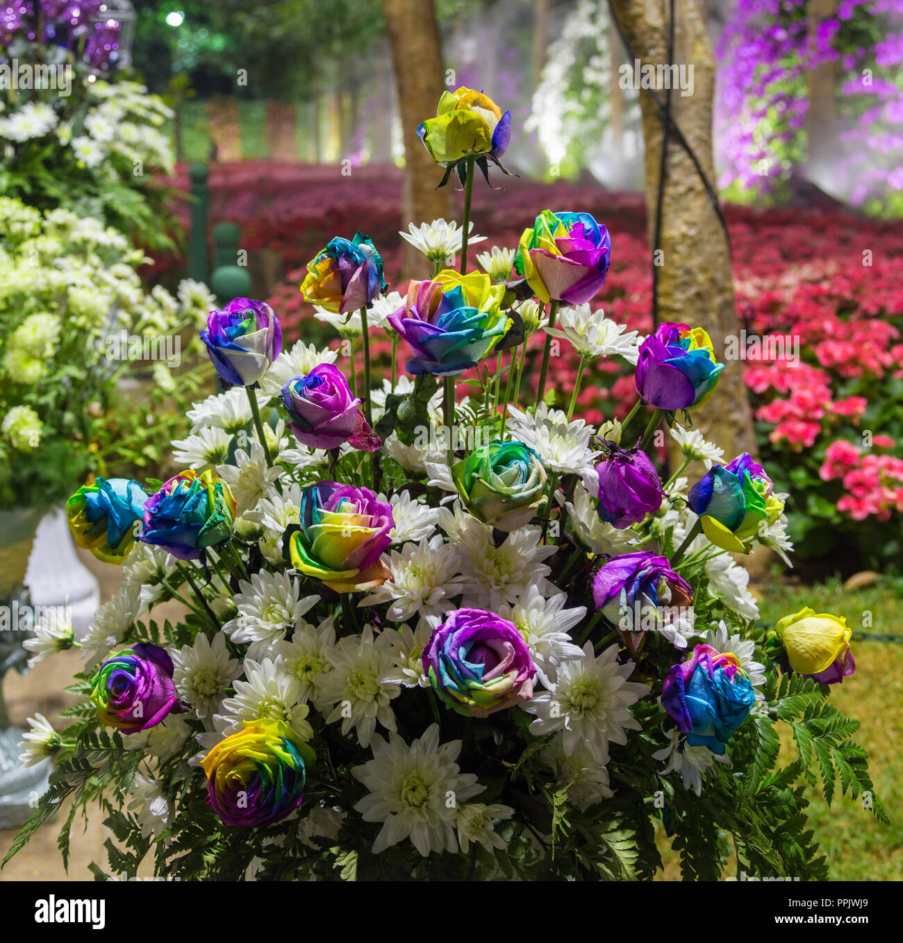 Rainbow Roses Garden