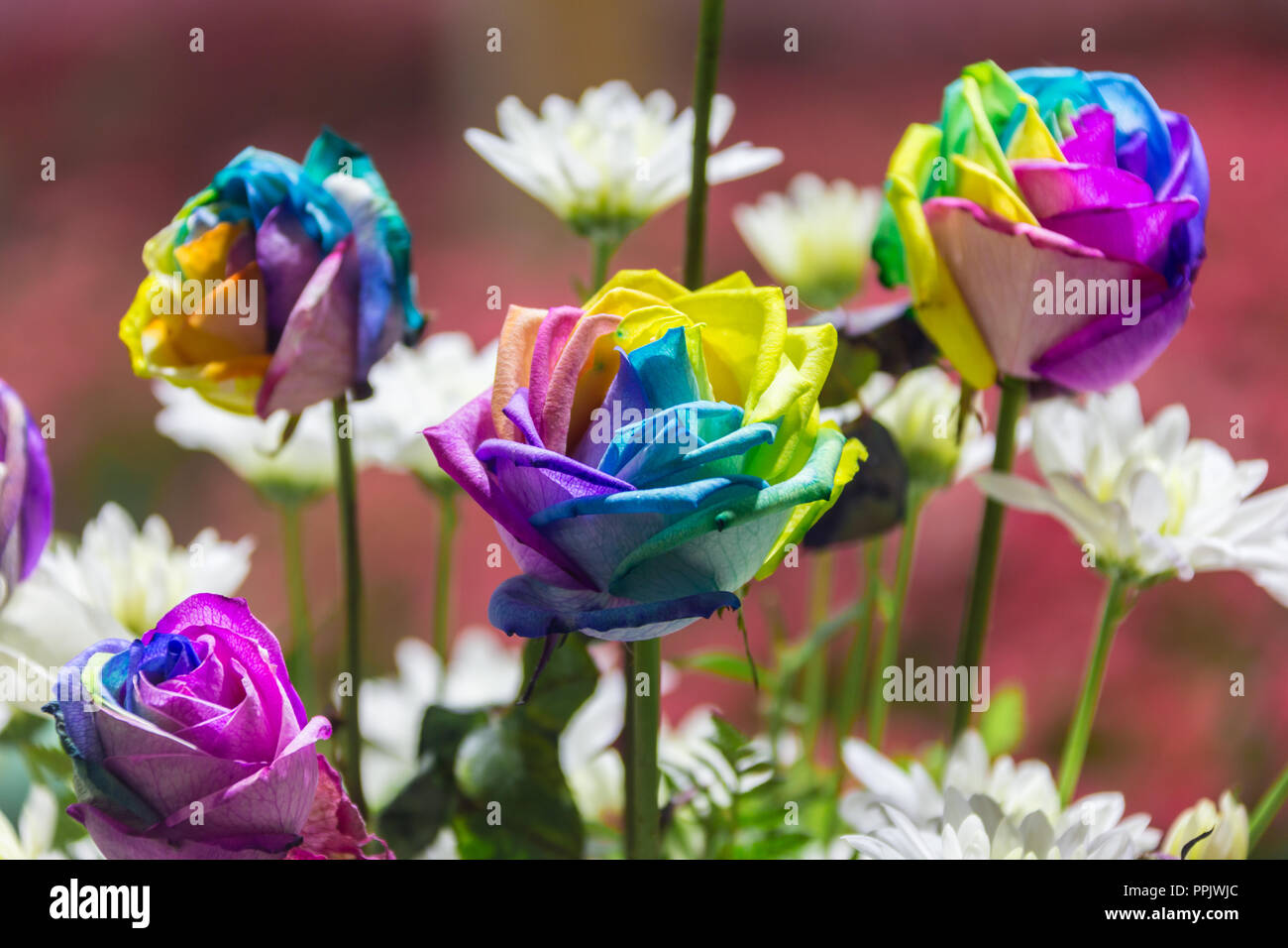 Pretty Pictures Of Rainbow Flowers