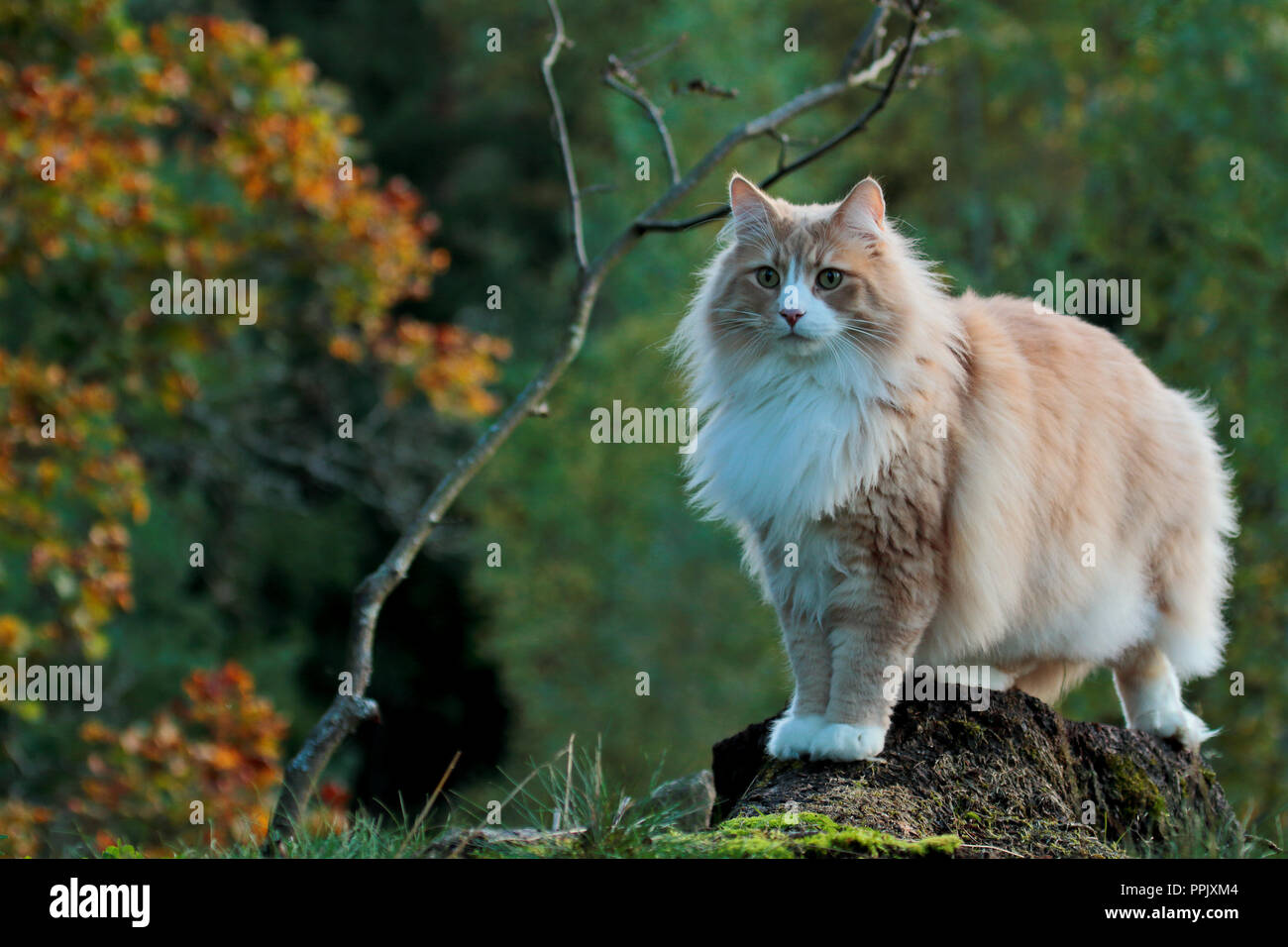 Big cat breed hi-res stock photography and images - Alamy