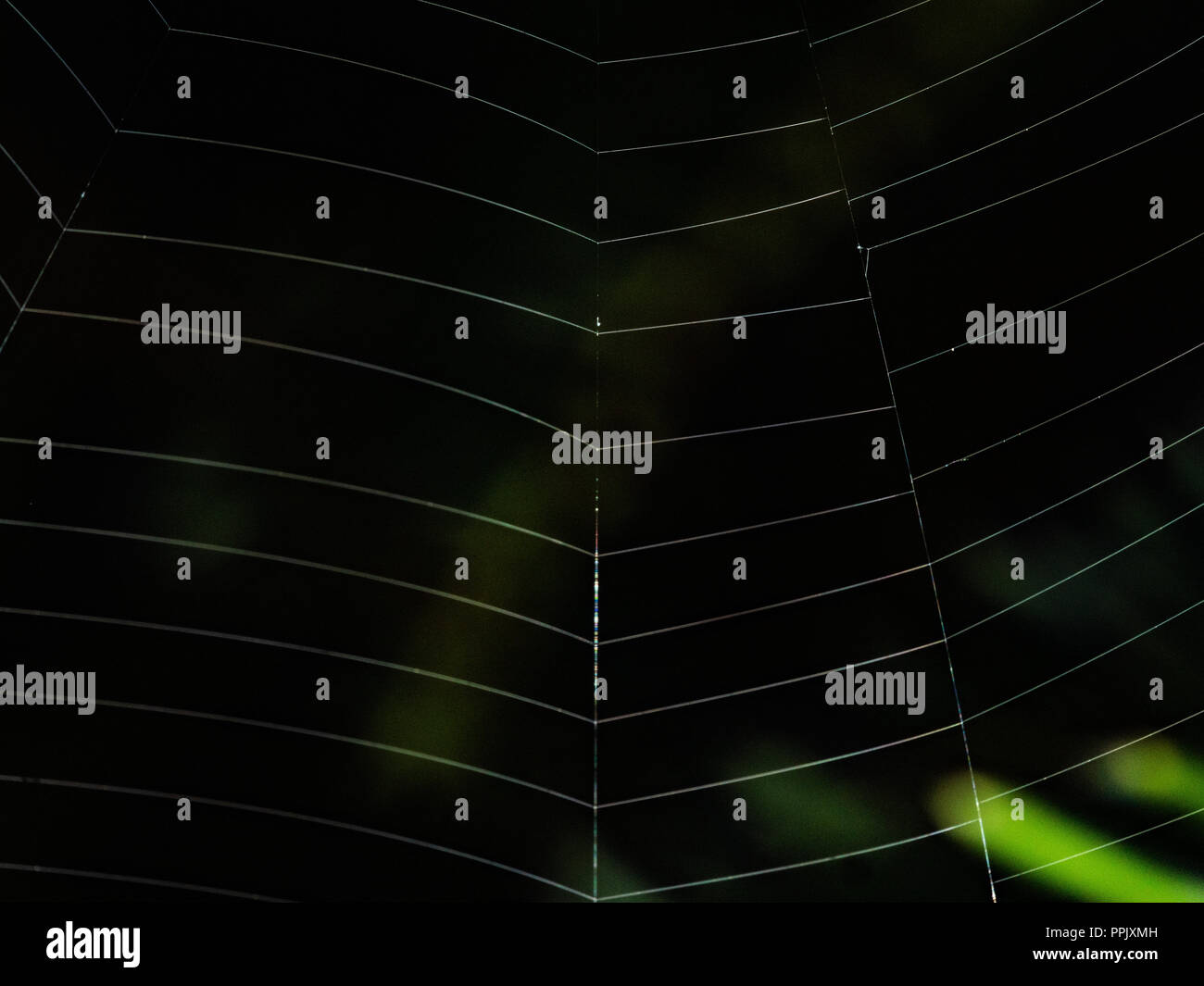 Spider web extreme close up at green background Stock Photo - Alamy