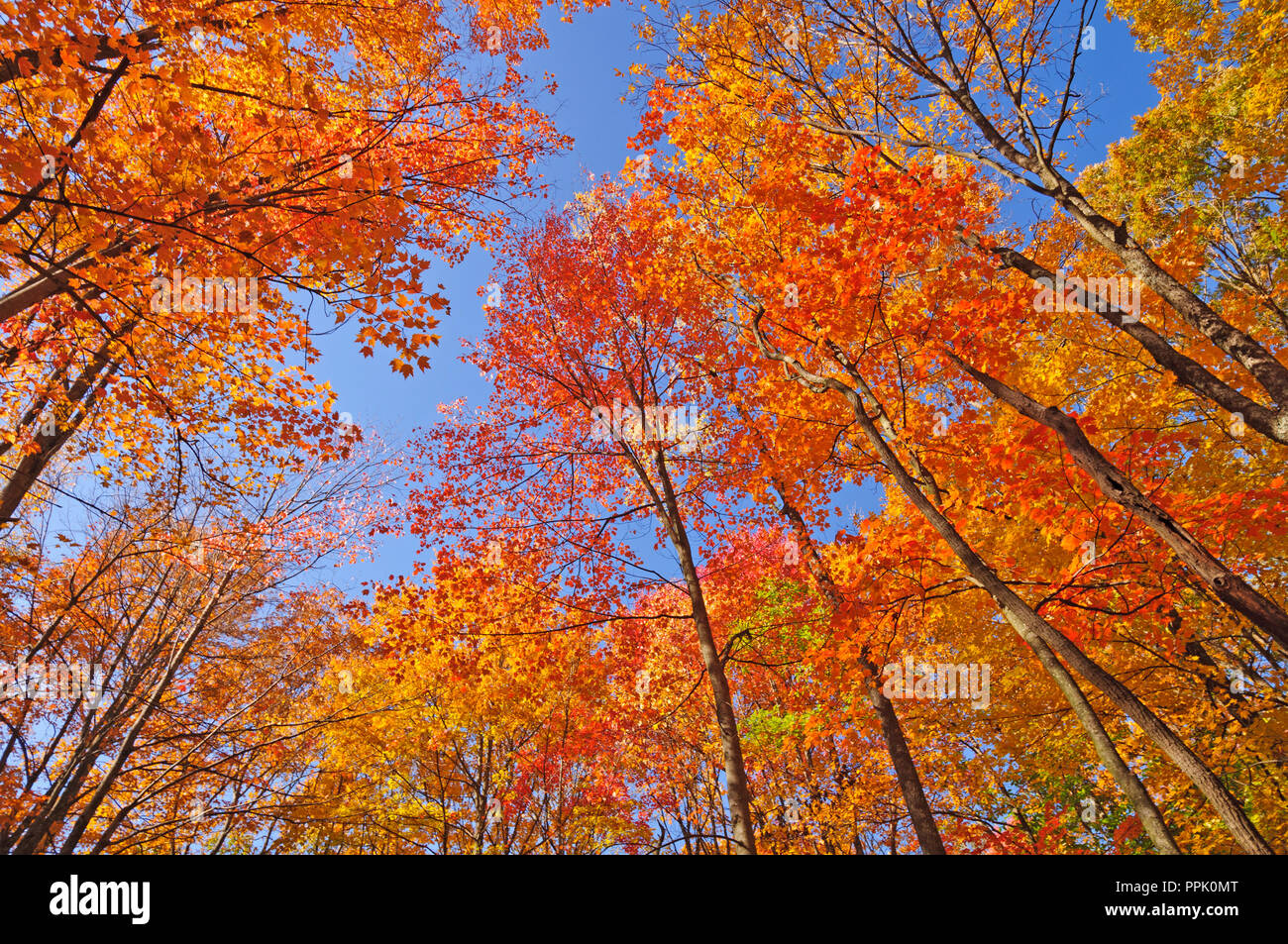Colorful trees in Brown County State Park in Indiana Stock Photo - Alamy