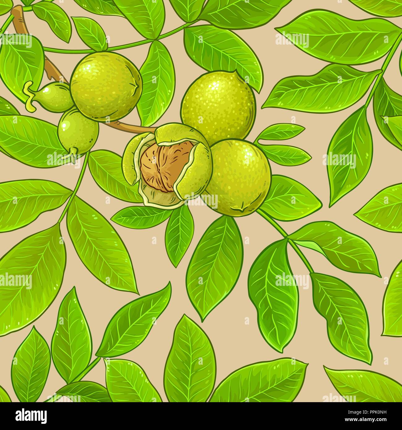 Walnut on white background Stock Vector Images - Alamy