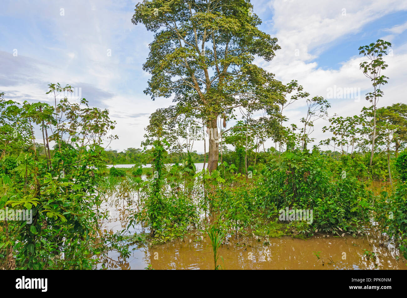 Flooded forest hi-res stock photography and images - Alamy