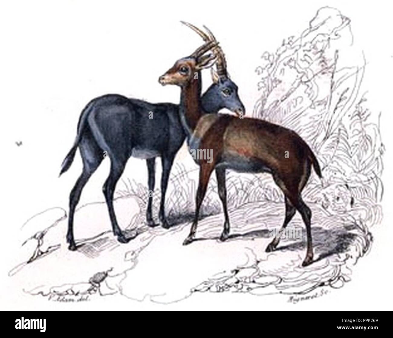 Bluebuck Stock Photo: 220465681 - Alamy