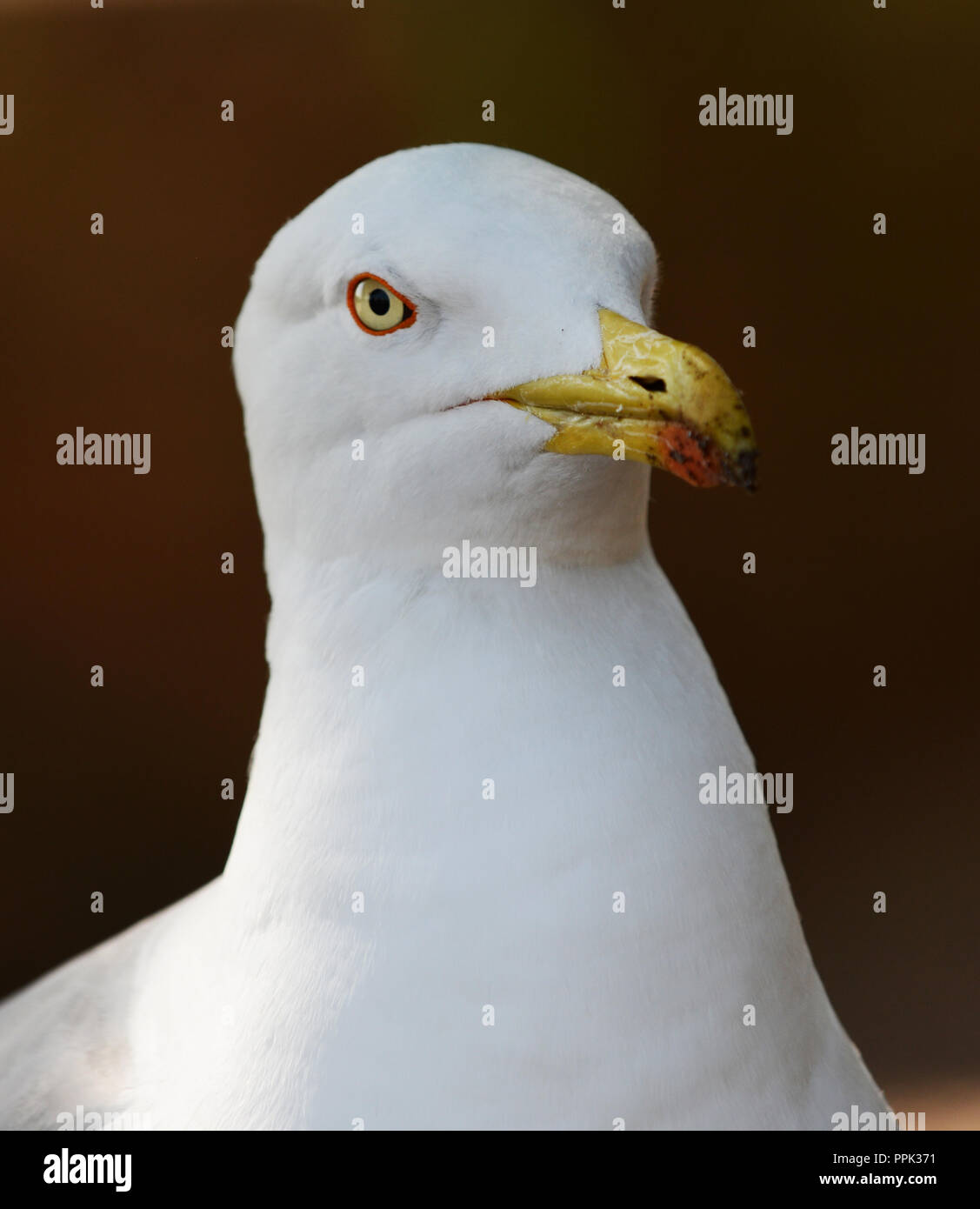 Gulls of rome hi-res stock photography and images - Alamy